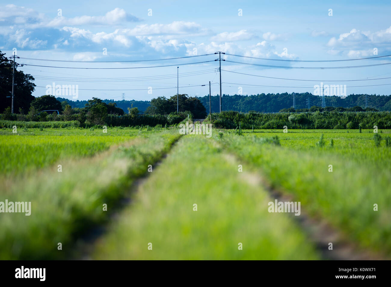Countryside rice field in Chiba Japan Stock Photo - Alamy