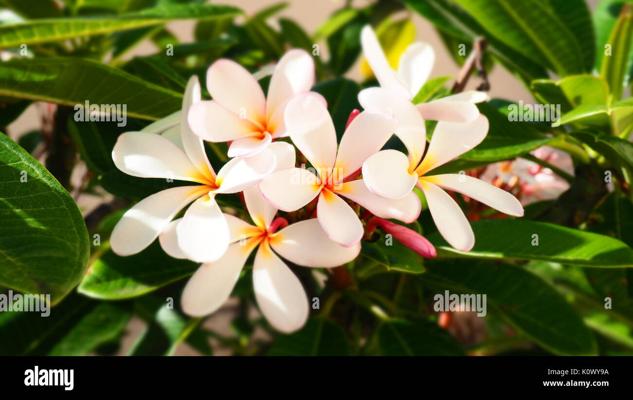 Hawaii white hi-res stock photography and images - Alamy