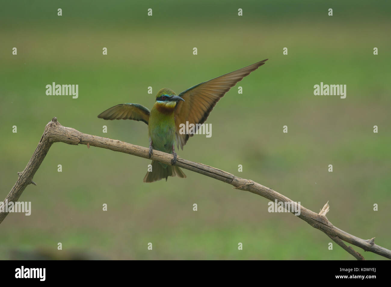 beautiful blue tailed bee eater (Merops philippinus) flying Stock Photo ...