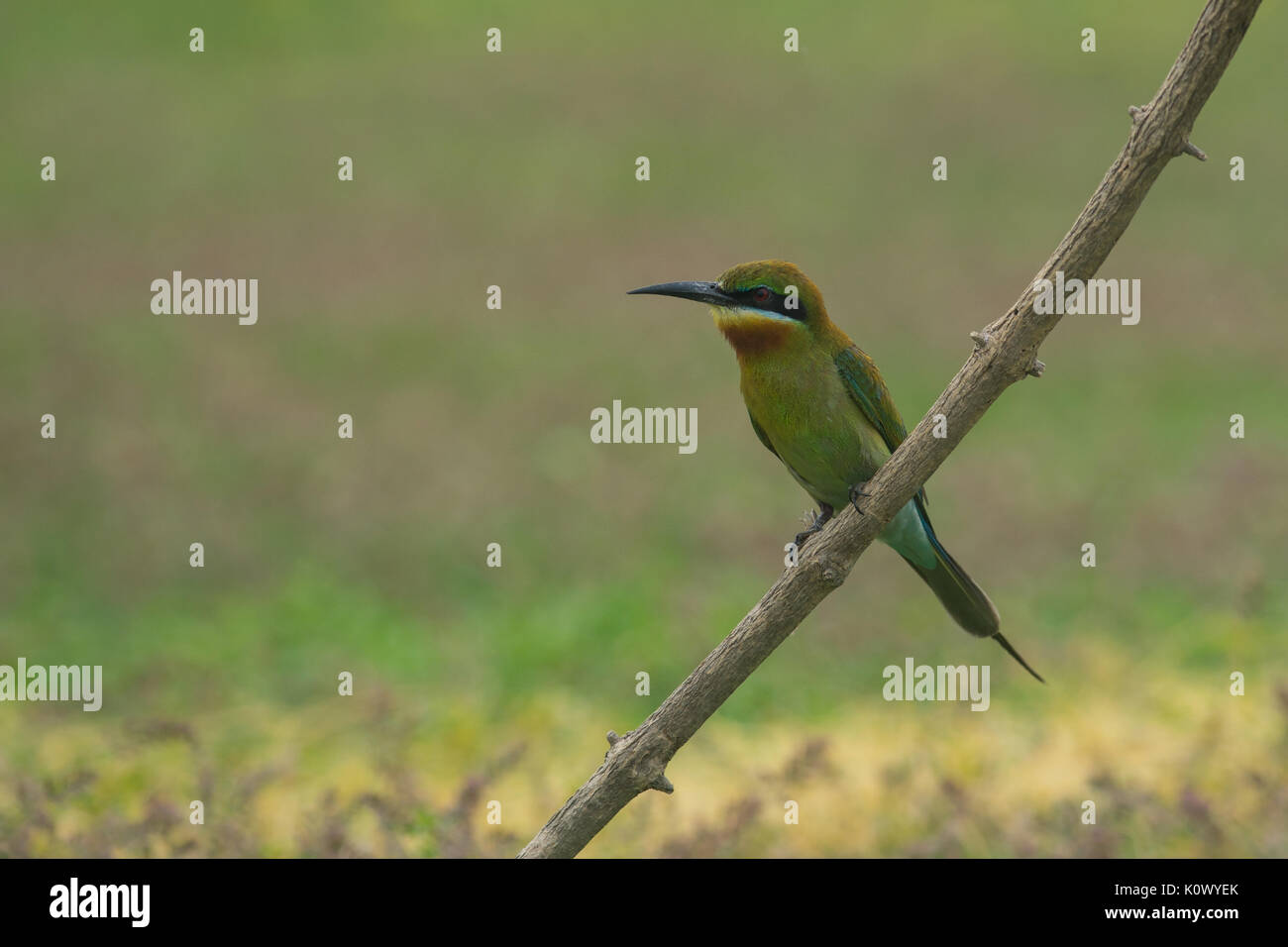 beautiful bird Blue tailed Bee eater on a branch.(Merops philippinus Stock Photo - Alamy