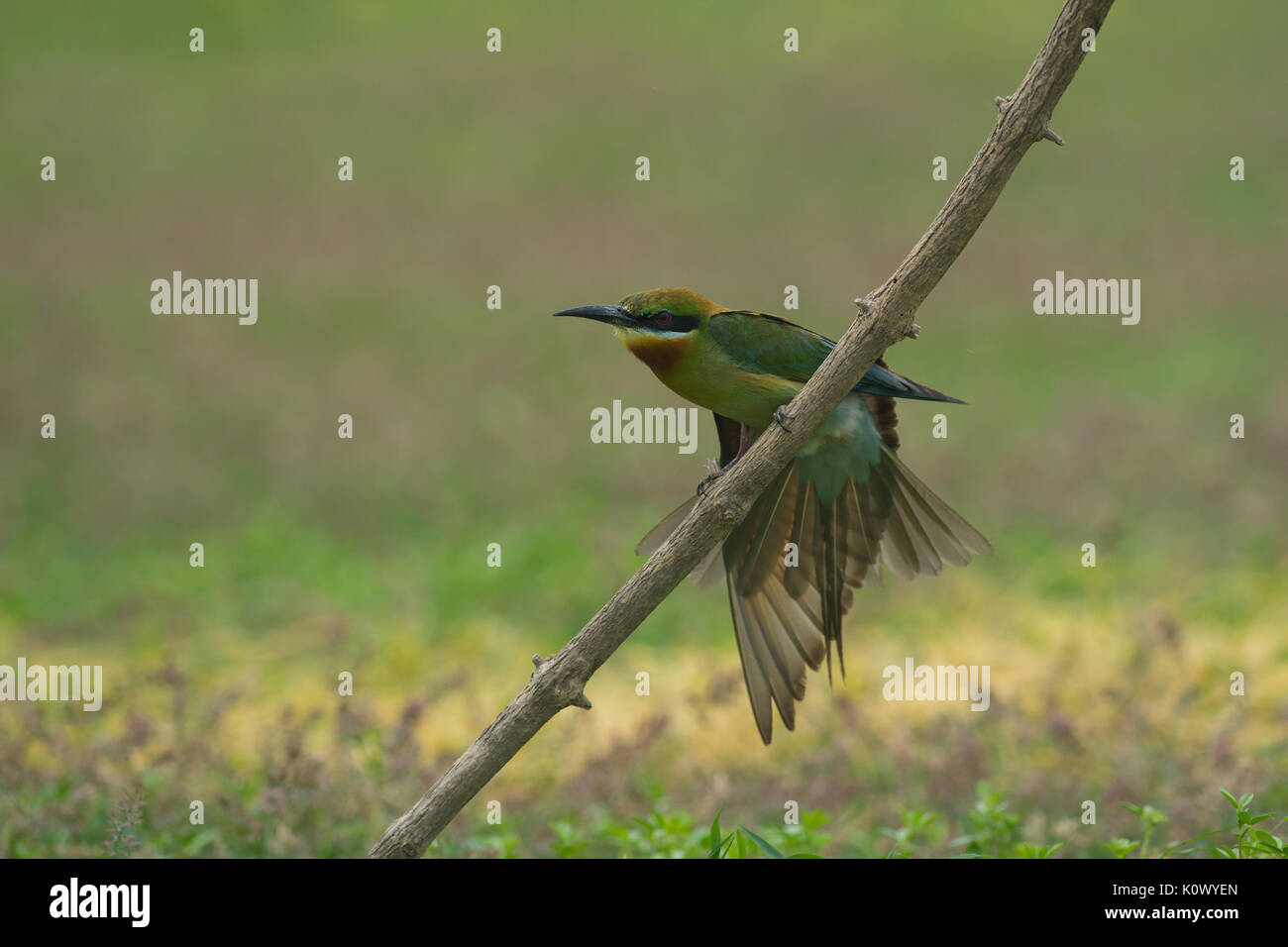 beautiful bird Blue tailed Bee eater on a branch.(Merops philippinus Stock Photo - Alamy