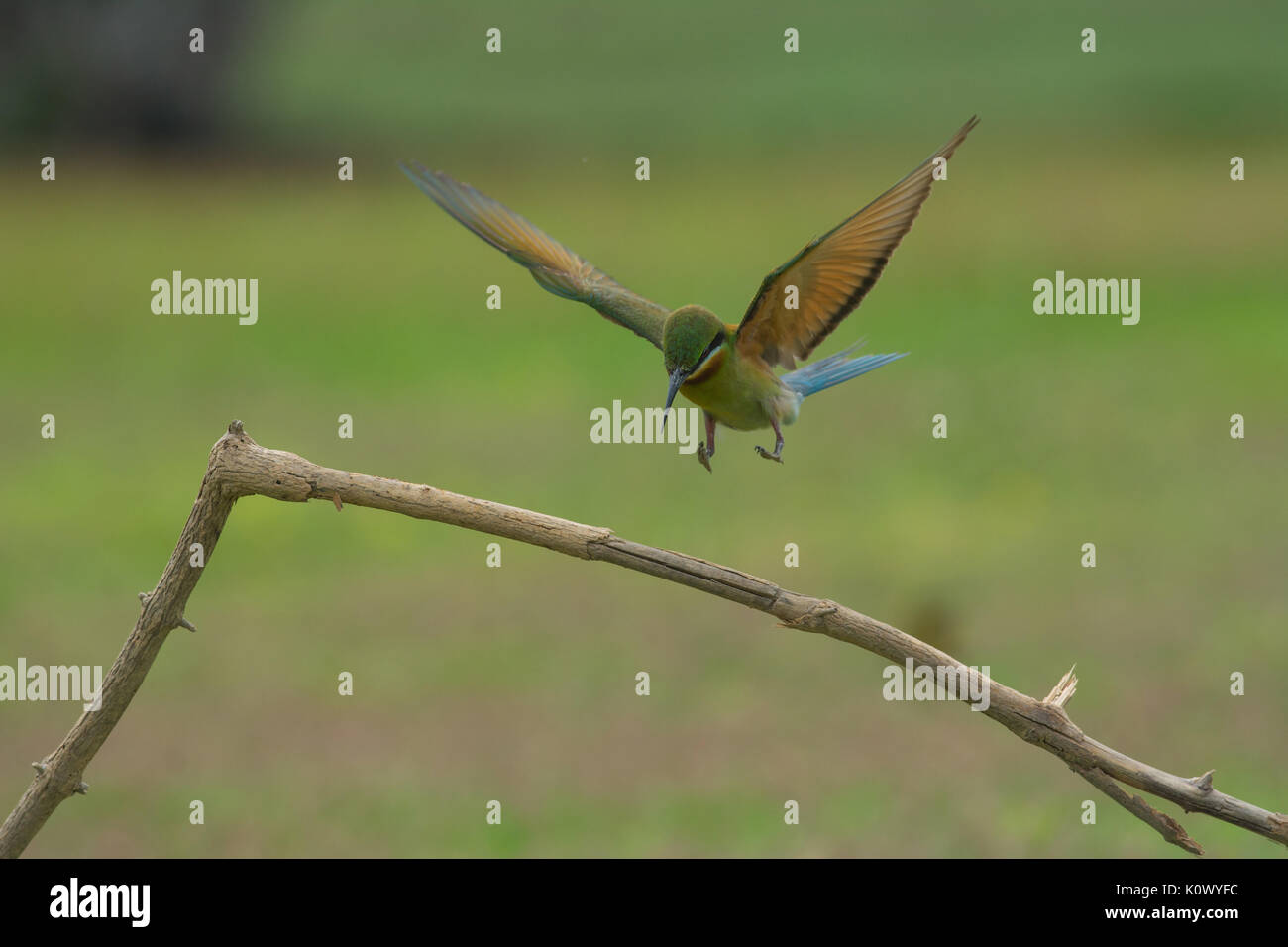 beautiful blue tailed bee eater (Merops philippinus) flying Stock Photo - Alamy