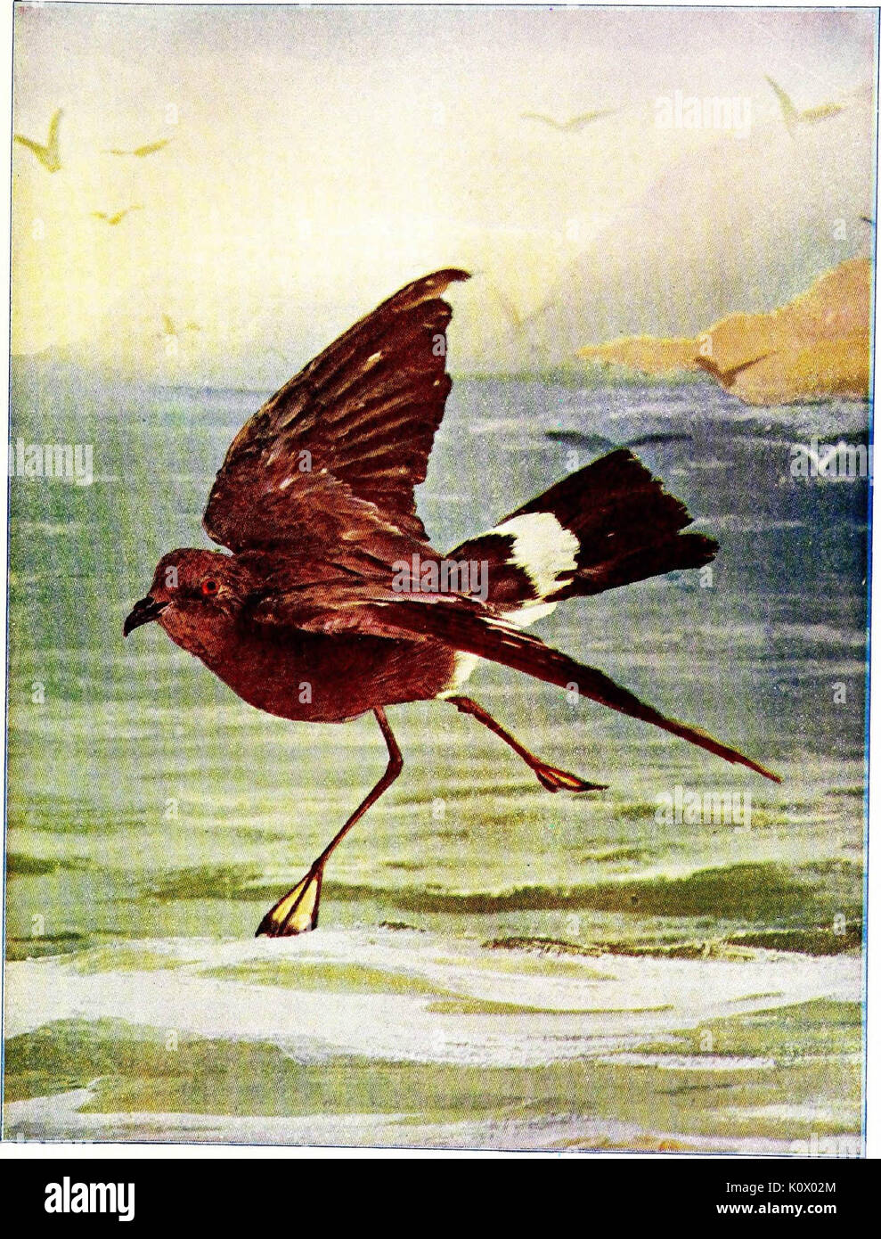 One of the most hunted game birds hi-res stock photography and images ...