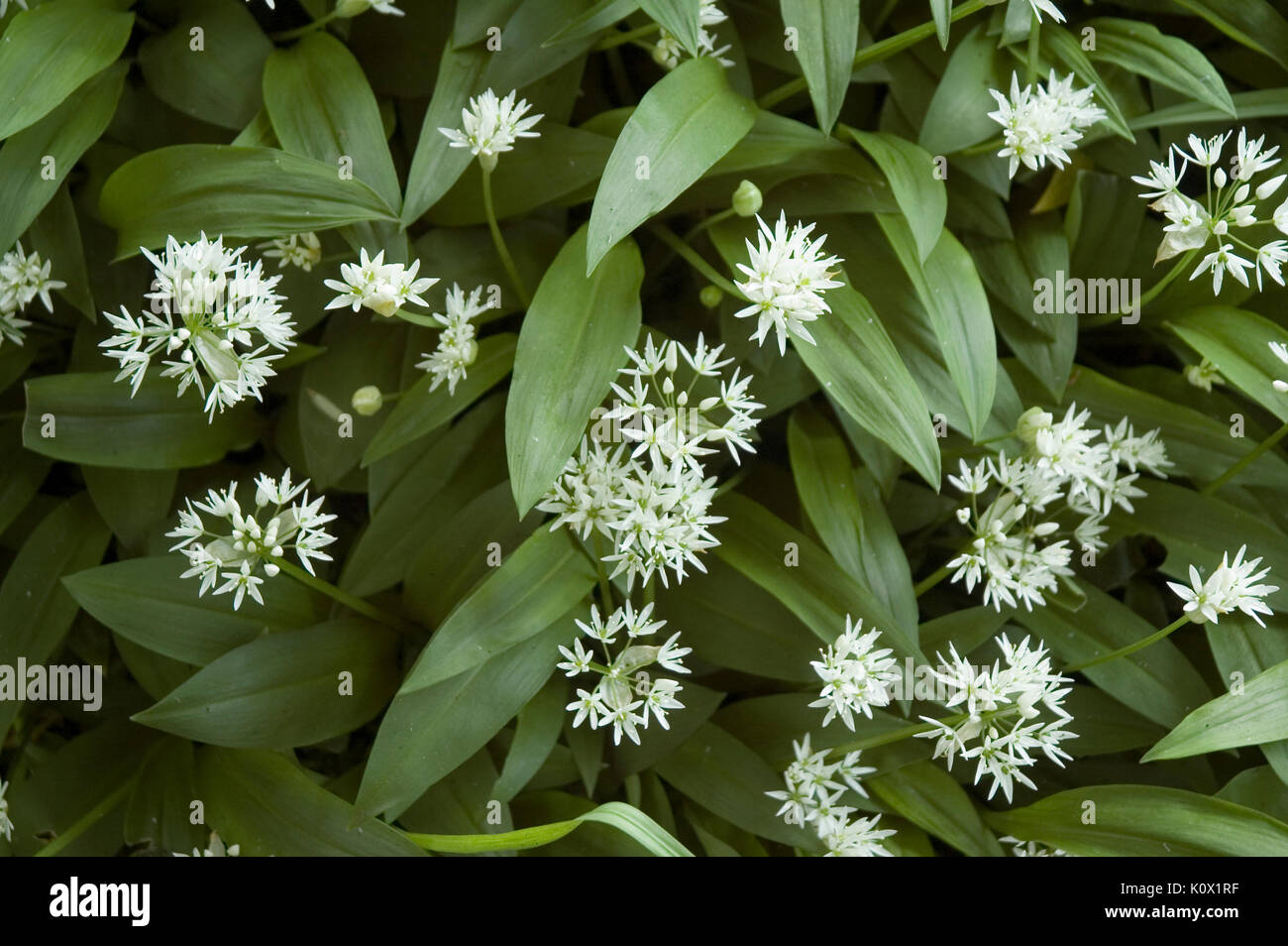 Elliptical leaves hi-res stock photography and images - Alamy