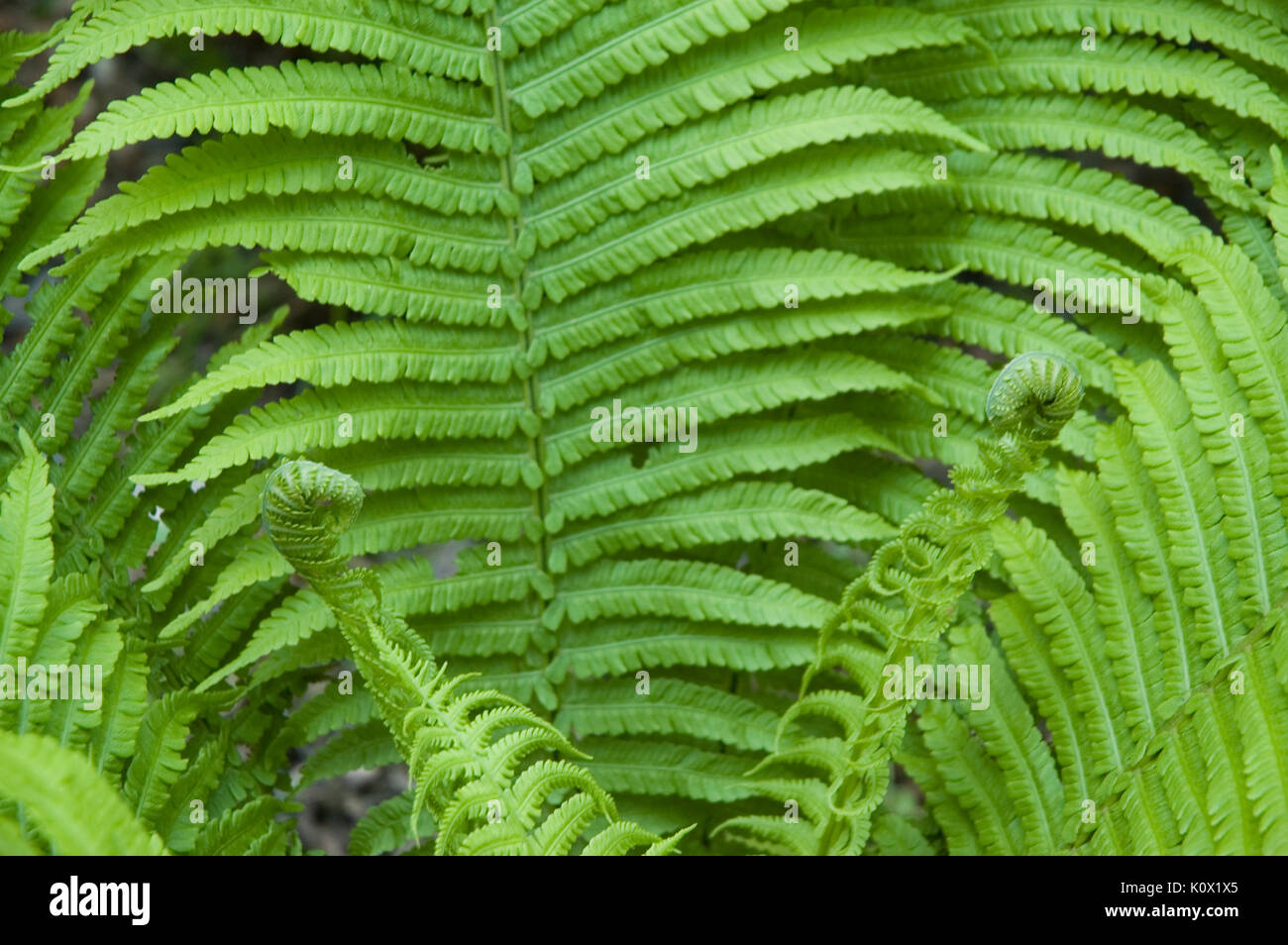 fern unrolling two new fronds Stock Photo - Alamy