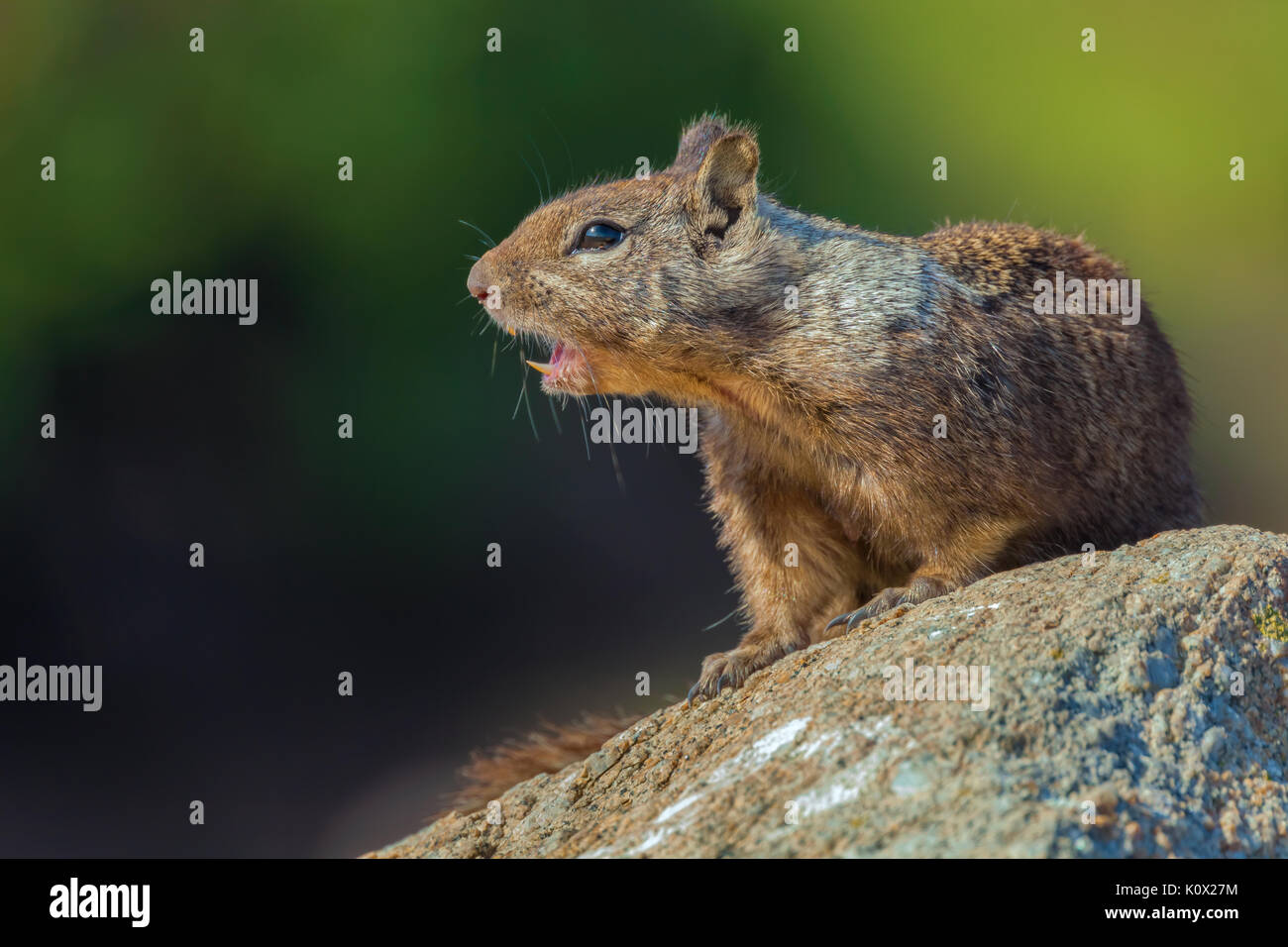 Ground squirrel (Otospermophilus beecheyi) at its natural habitat in ...