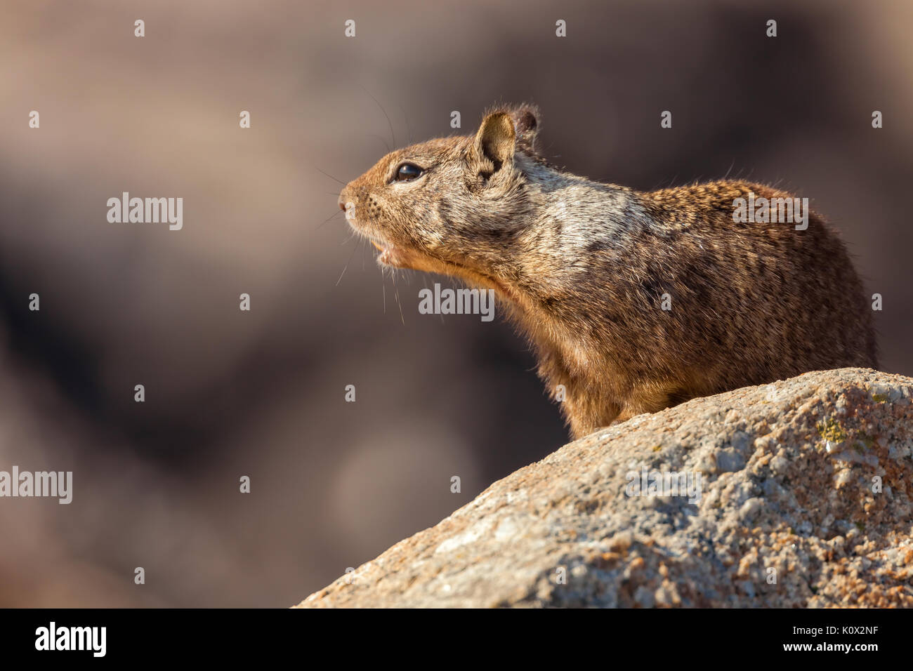 Ground squirrel (Otospermophilus beecheyi) at its natural habitat in ...
