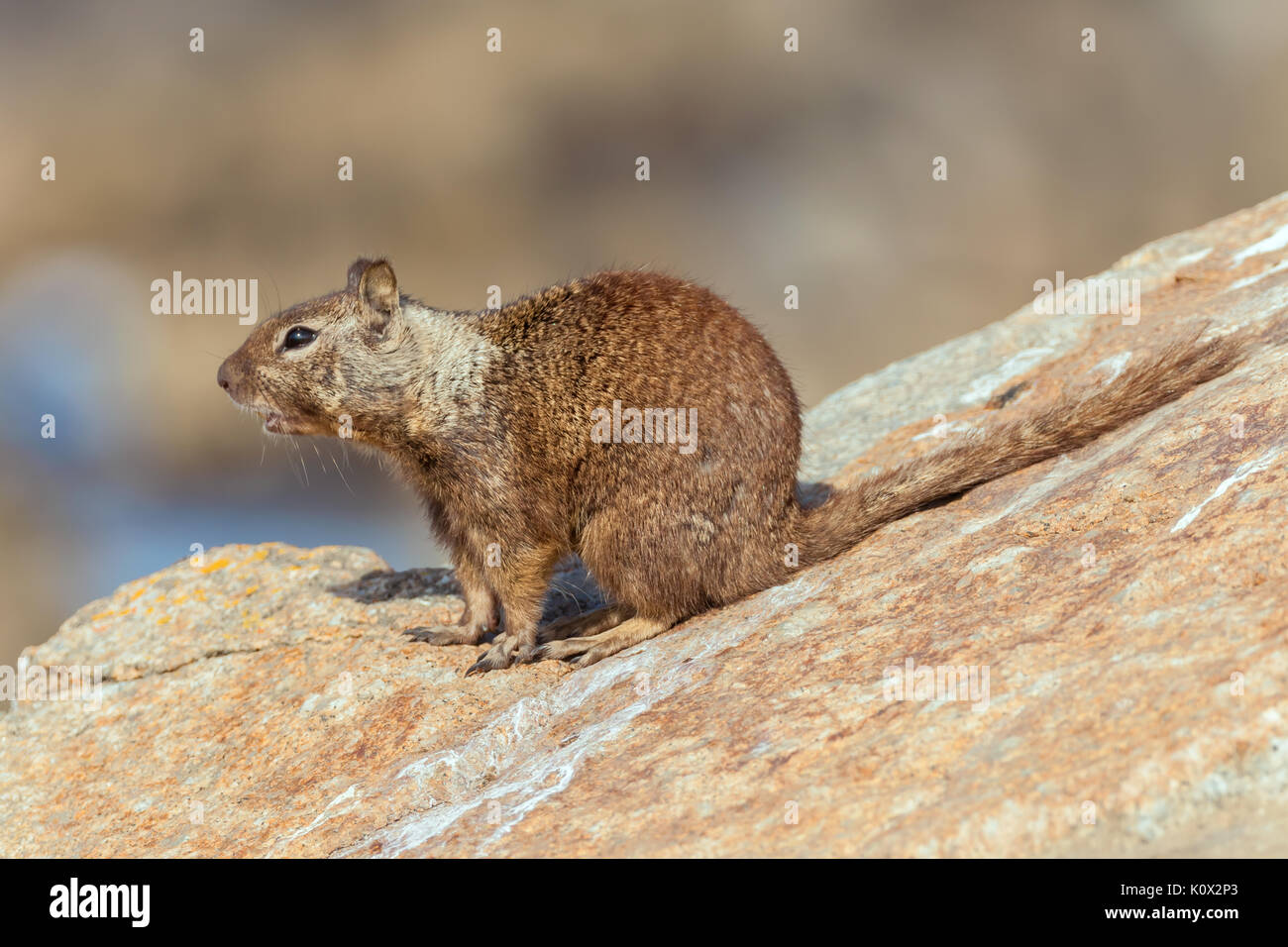 Ground squirrel (Otospermophilus beecheyi) at its natural habitat in ...