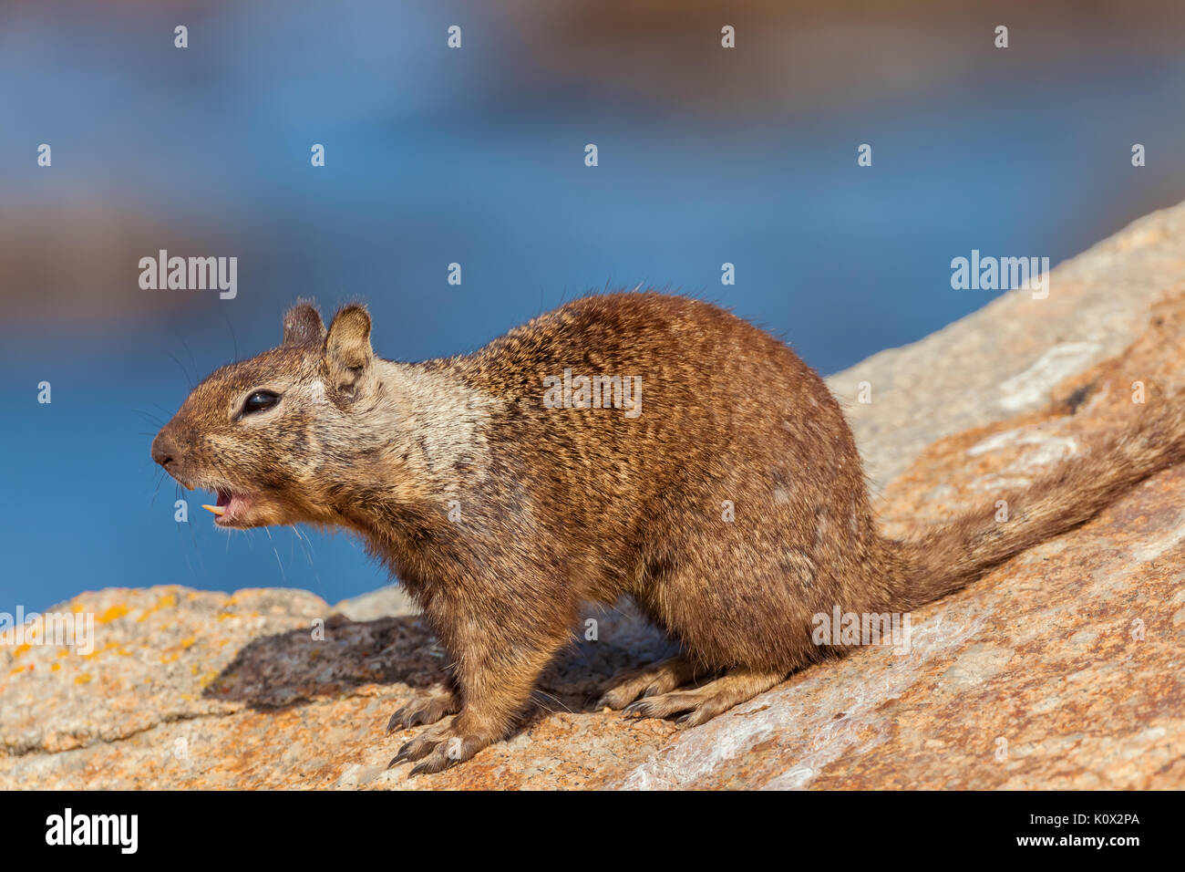 Ground squirrel (Otospermophilus beecheyi) at its natural habitat in ...