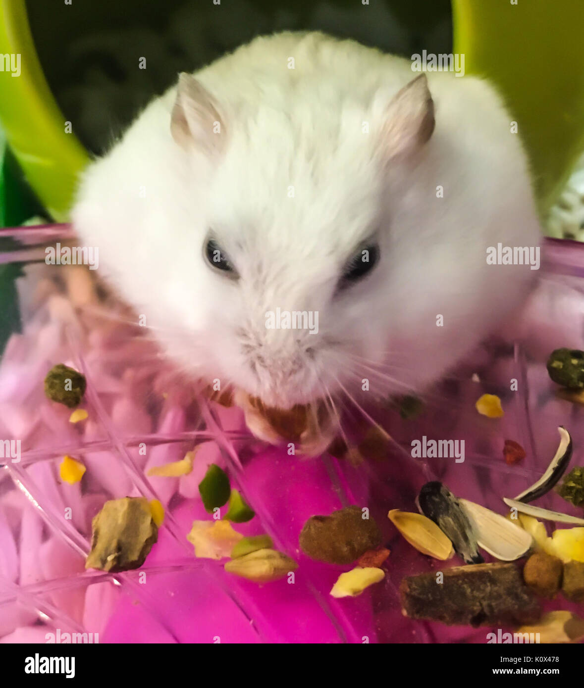 Cute Winter White Dwarf Hamster is being fed with grains. The Winter ...