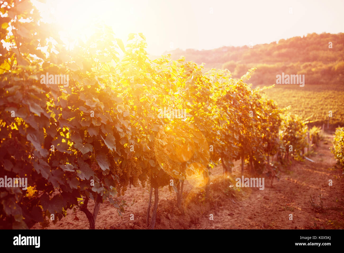 Grape field vineyard background Stock Photo - Alamy