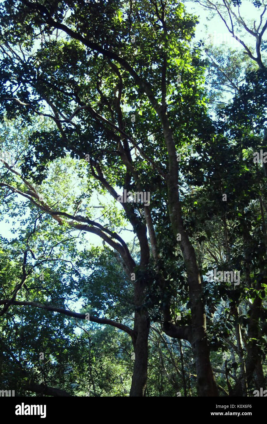 Afromontane forest canopy giant Black Stinkwood tree SA Stock Photo - Alamy