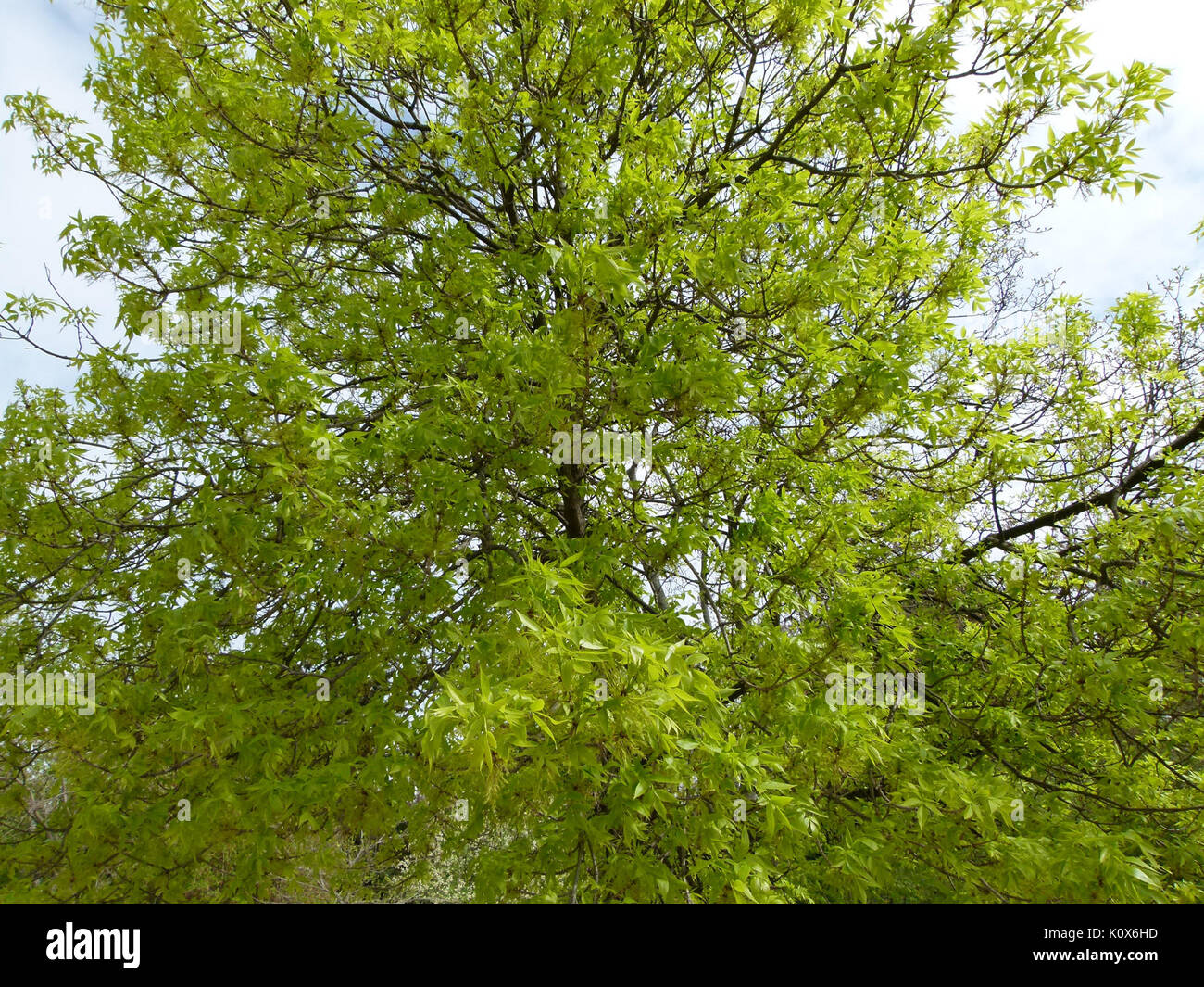 Arbre au printemps hi-res stock photography and images - Alamy