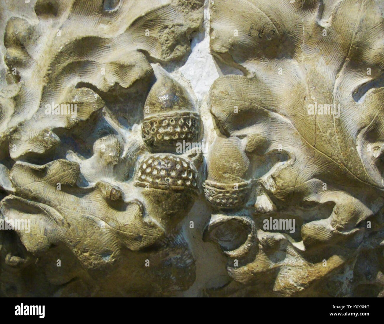 Acorns with oak leaves hi-res stock photography and images - Alamy