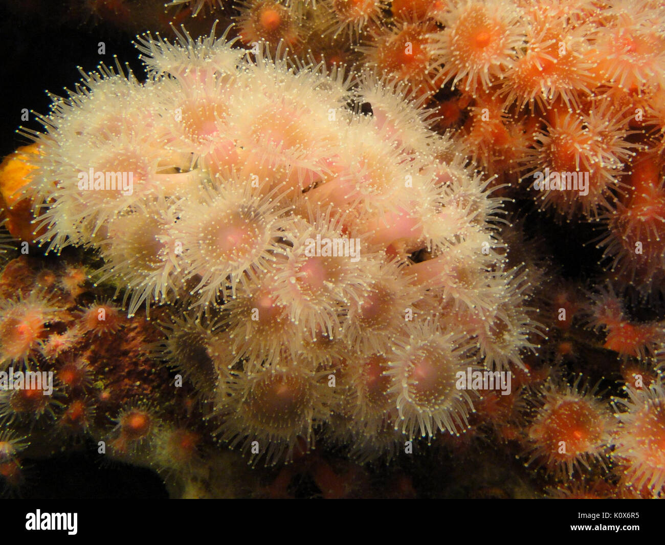 Actinia fragacea hi-res stock photography and images - Alamy