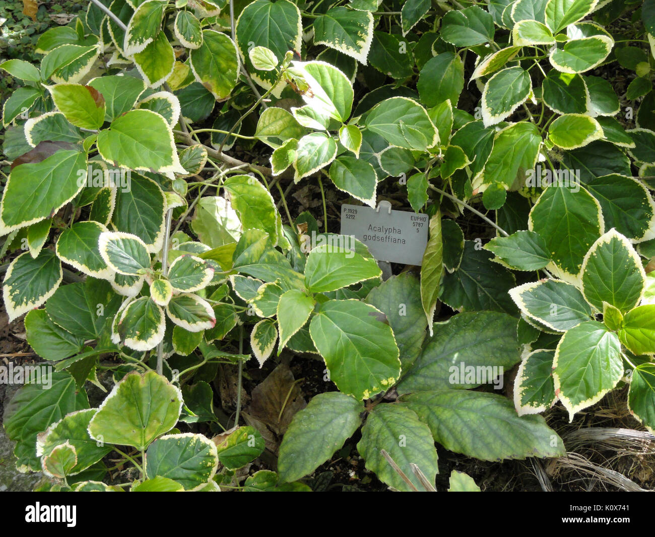 Flowering copperleaf hi-res stock photography and images - Alamy