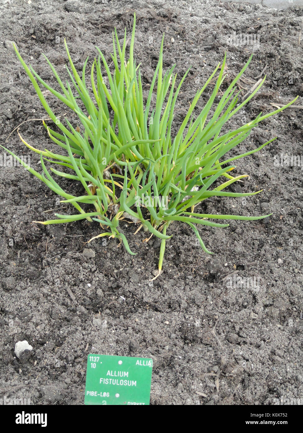 Allium fistulosum cultivation hi-res stock photography and images - Alamy
