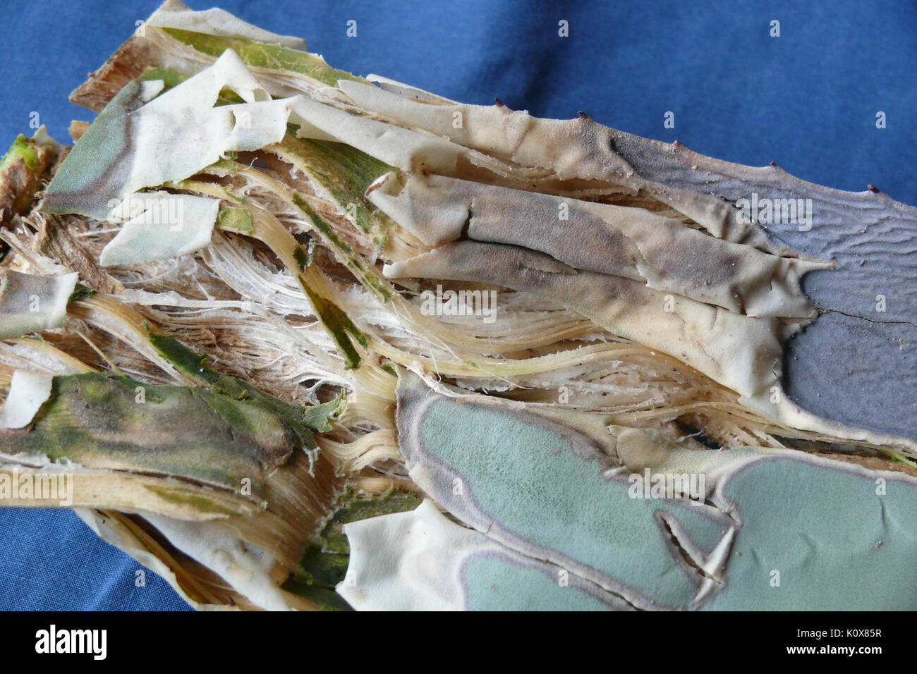 Agave fibers, derived from the leaves of the agave plant, are widely ...