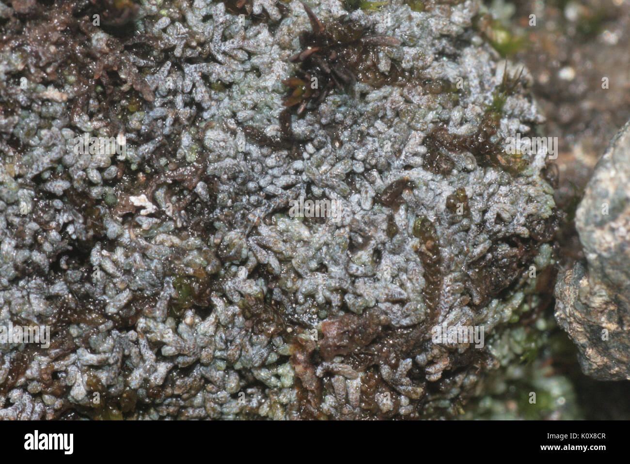 Anthelia hi-res stock photography and images - Alamy