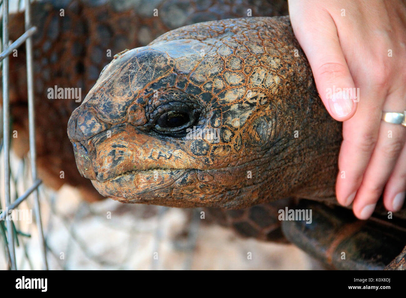 Aldabra giant tortoise in Paphos Zoo, Cyprus Stock Photo - Alamy