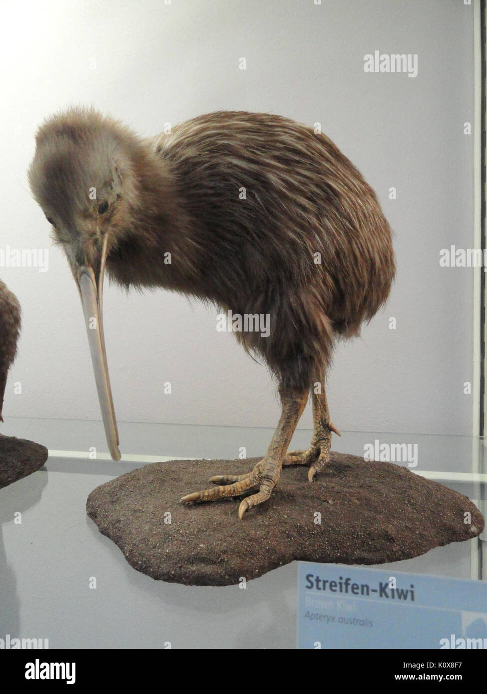 Apteryx Australis High Resolution Stock Photography and Images - Alamy