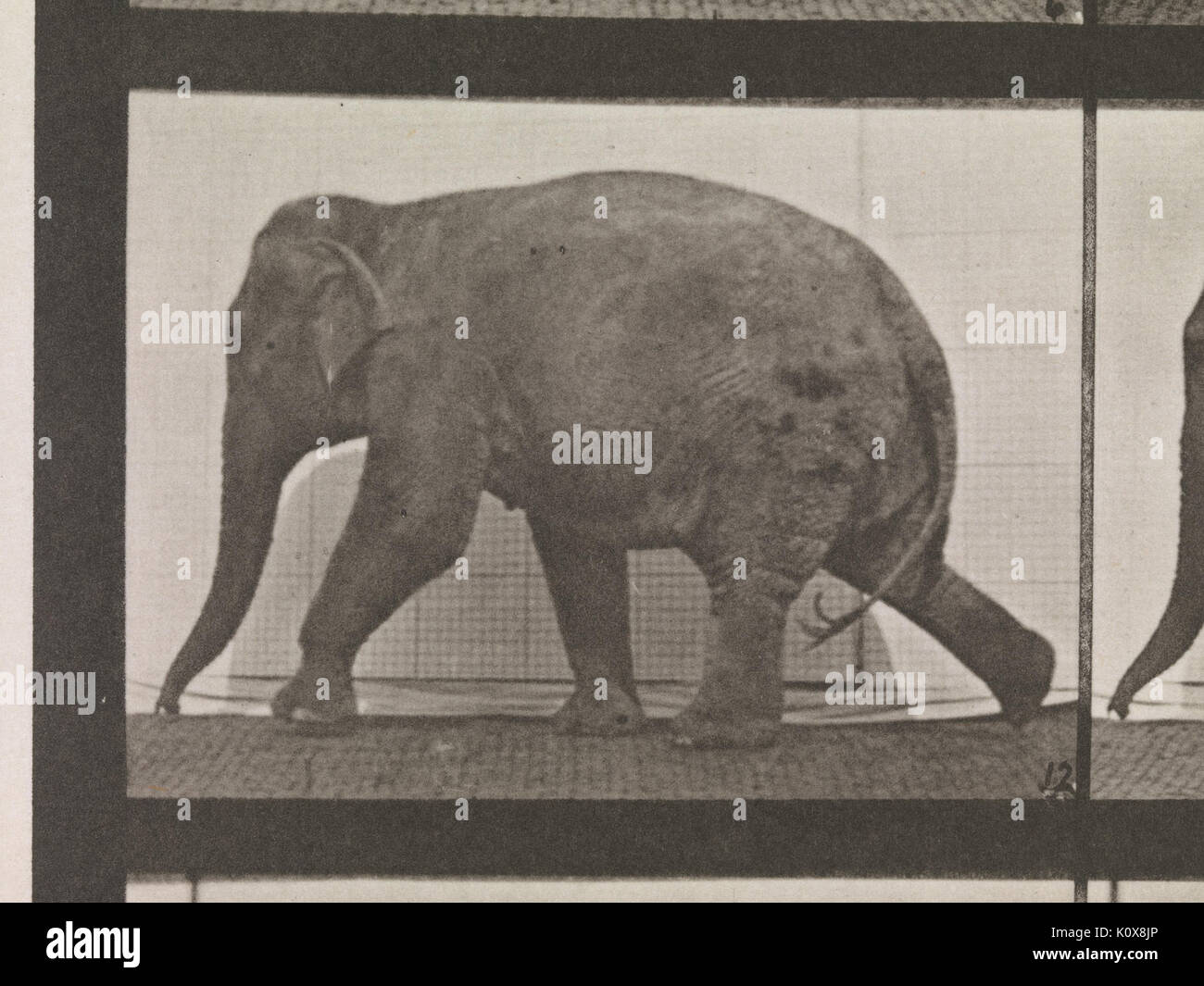 Animal Locomotion. An Electro Photographic Investigation of Consecutive ...