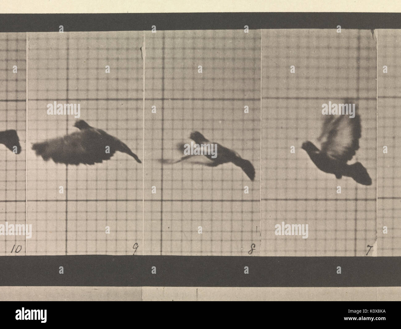 Animal movements phases hi-res stock photography and images - Alamy