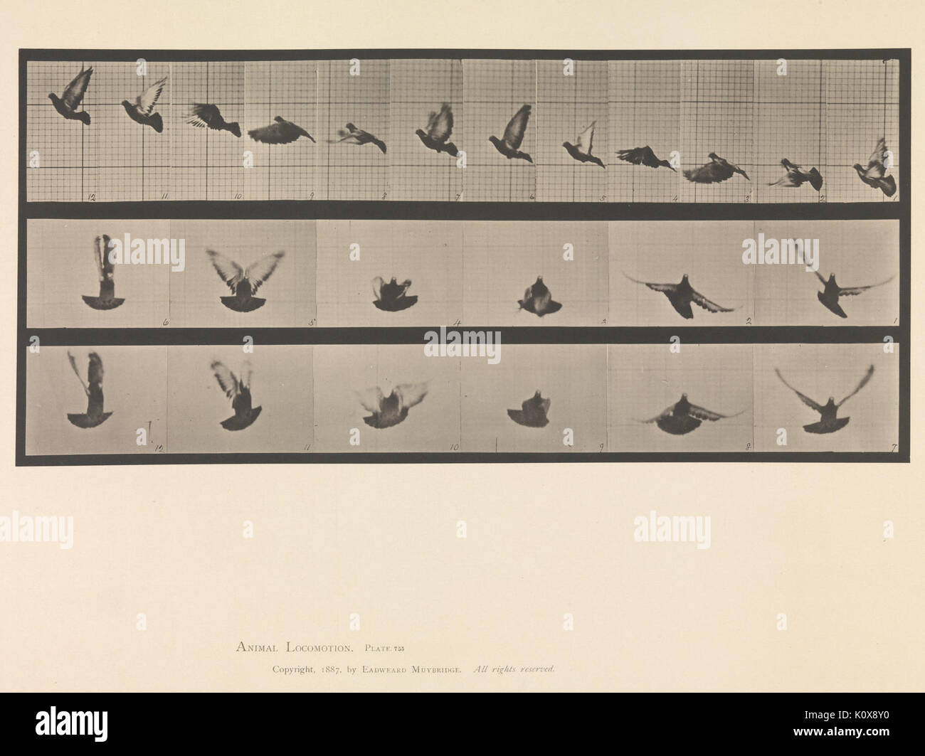 Animal Locomotion. An Electro Photographic Investigation of Consecutive ...