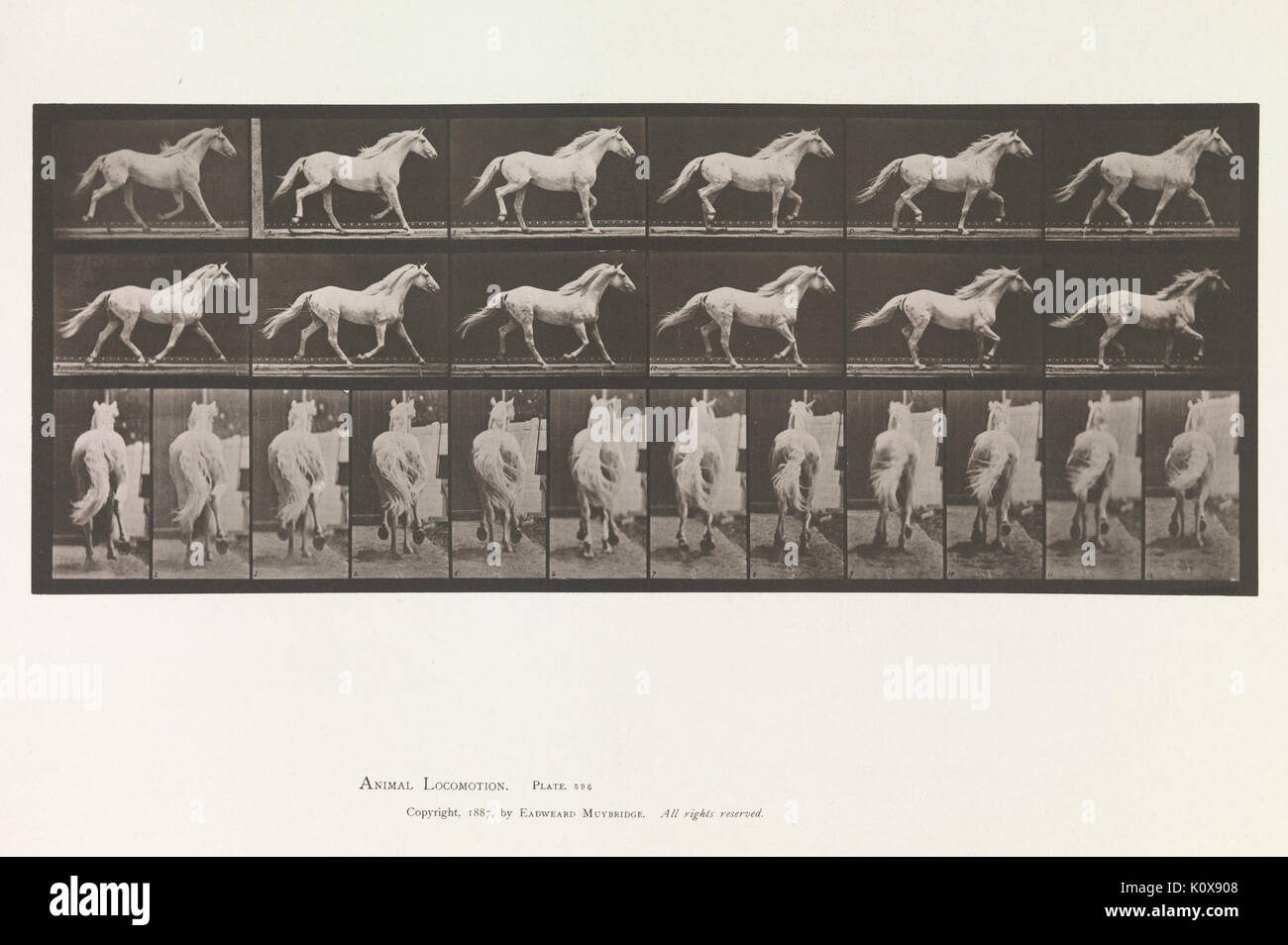 Animal movements phases hi-res stock photography and images - Alamy