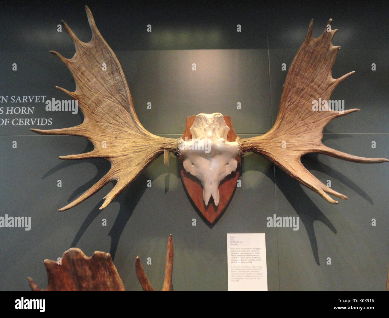 Map of antlers hi-res stock photography and images - Alamy