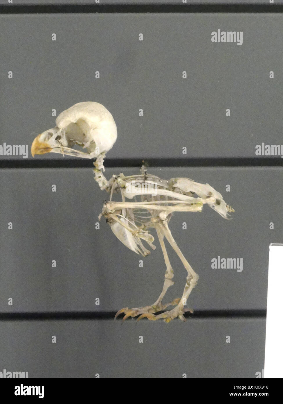 Aegolius funereus skeleton Finnish Museum of Natural History DSC04536 ...