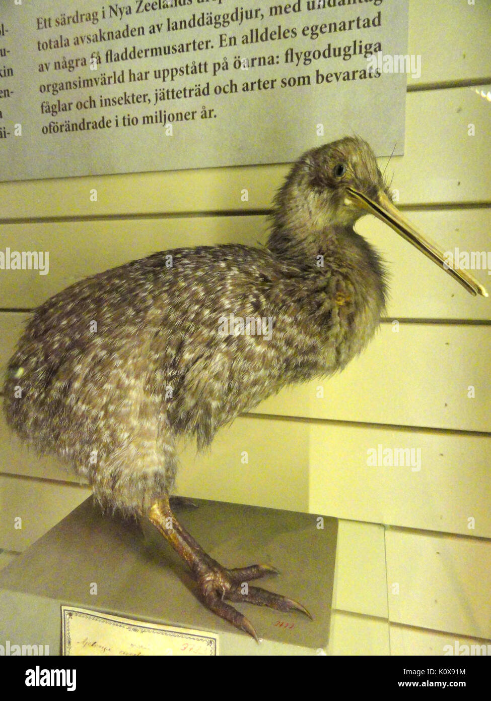 Apteryx Australis High Resolution Stock Photography and Images - Alamy