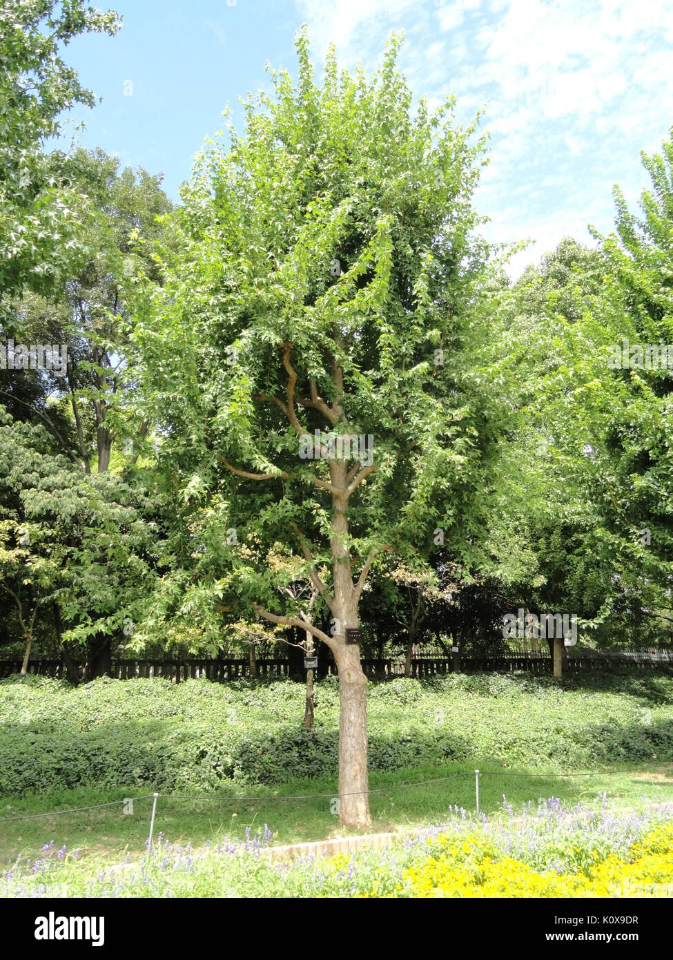 Acer buergerianum Nagai Botanical Garden DSC07648 Stock Photo - Alamy