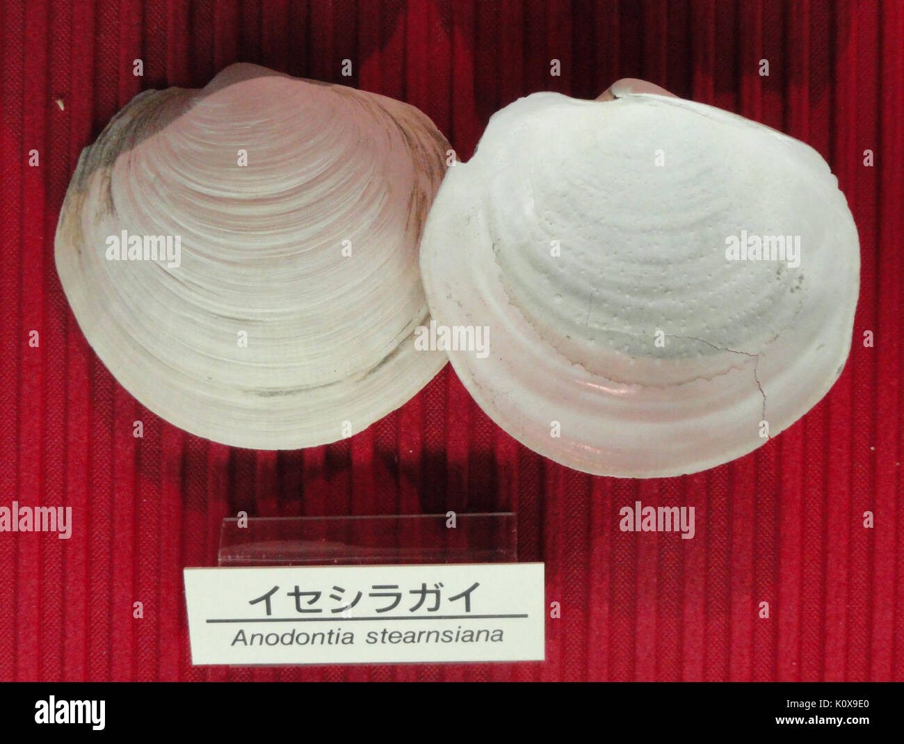 Anodontia hi-res stock photography and images - Alamy