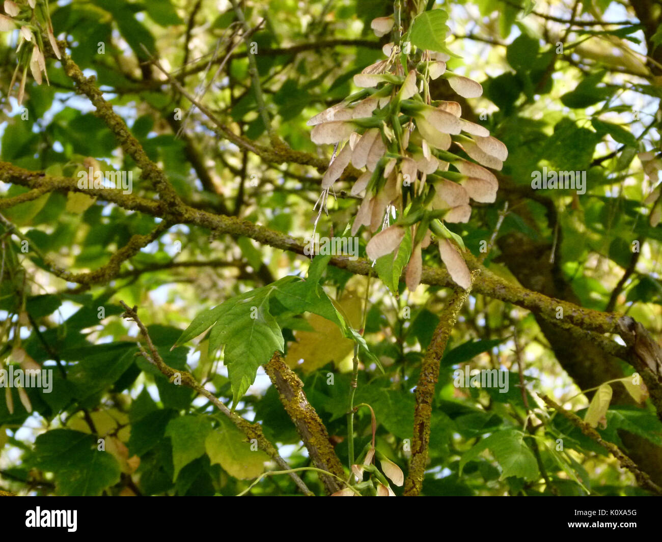 Acer genus hi-res stock photography and images - Alamy