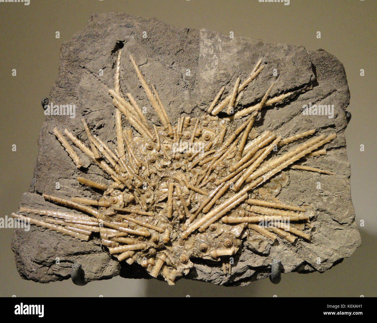 Archaeocidaris, spiny sea urchin, Carboniferous (Pennsylvanian ...