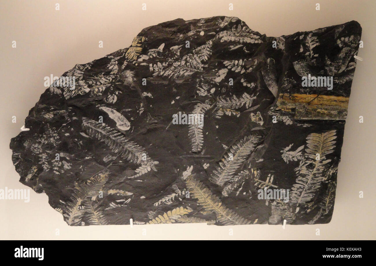 Neuropteris hi-res stock photography and images - Alamy