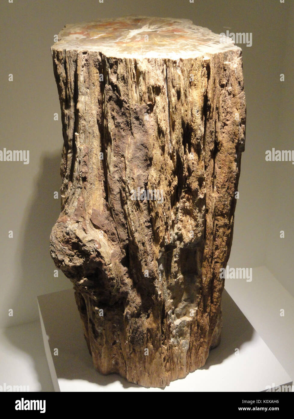 Araucaria, Late Triassic, Chinle Formation, St. Johns, Apache County ...