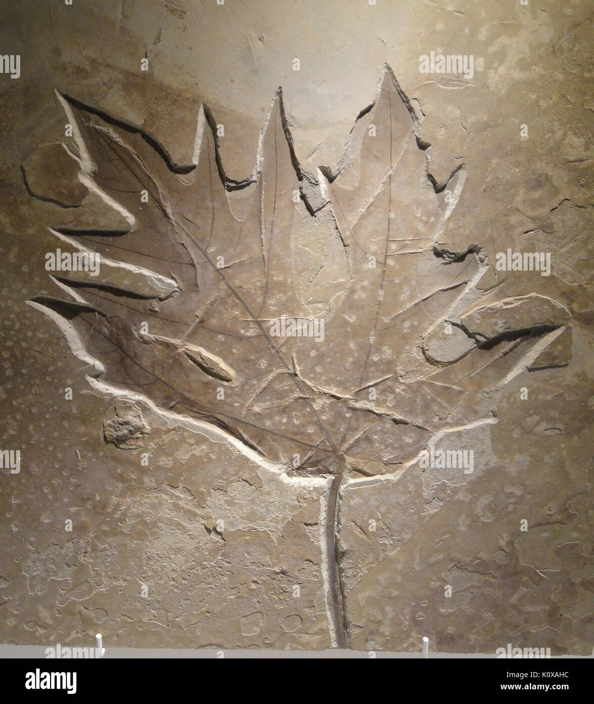 Acer Fossil