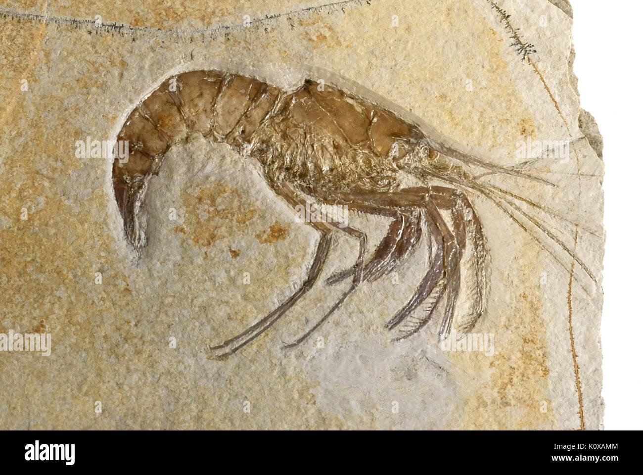 Aeger hi-res stock photography and images - Alamy