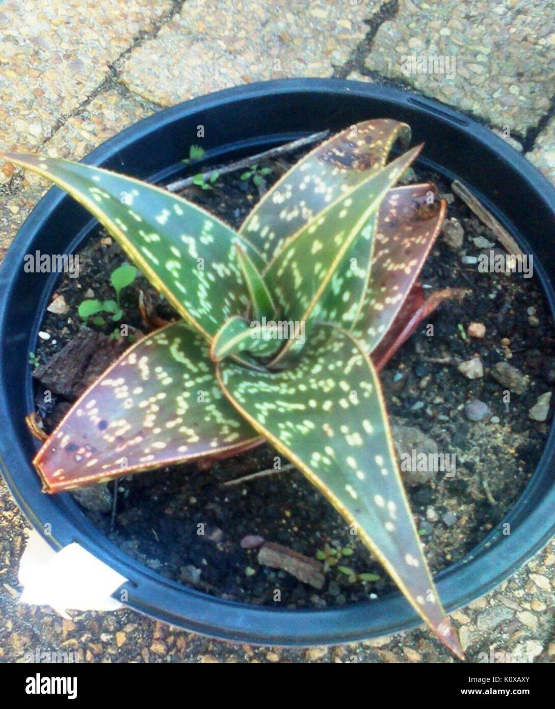 Aloe variegata hi-res stock photography and images - Alamy