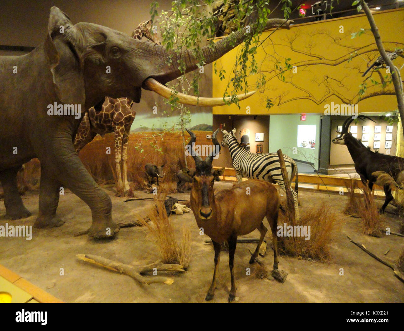 Springfield science museum hi-res stock photography and images - Alamy