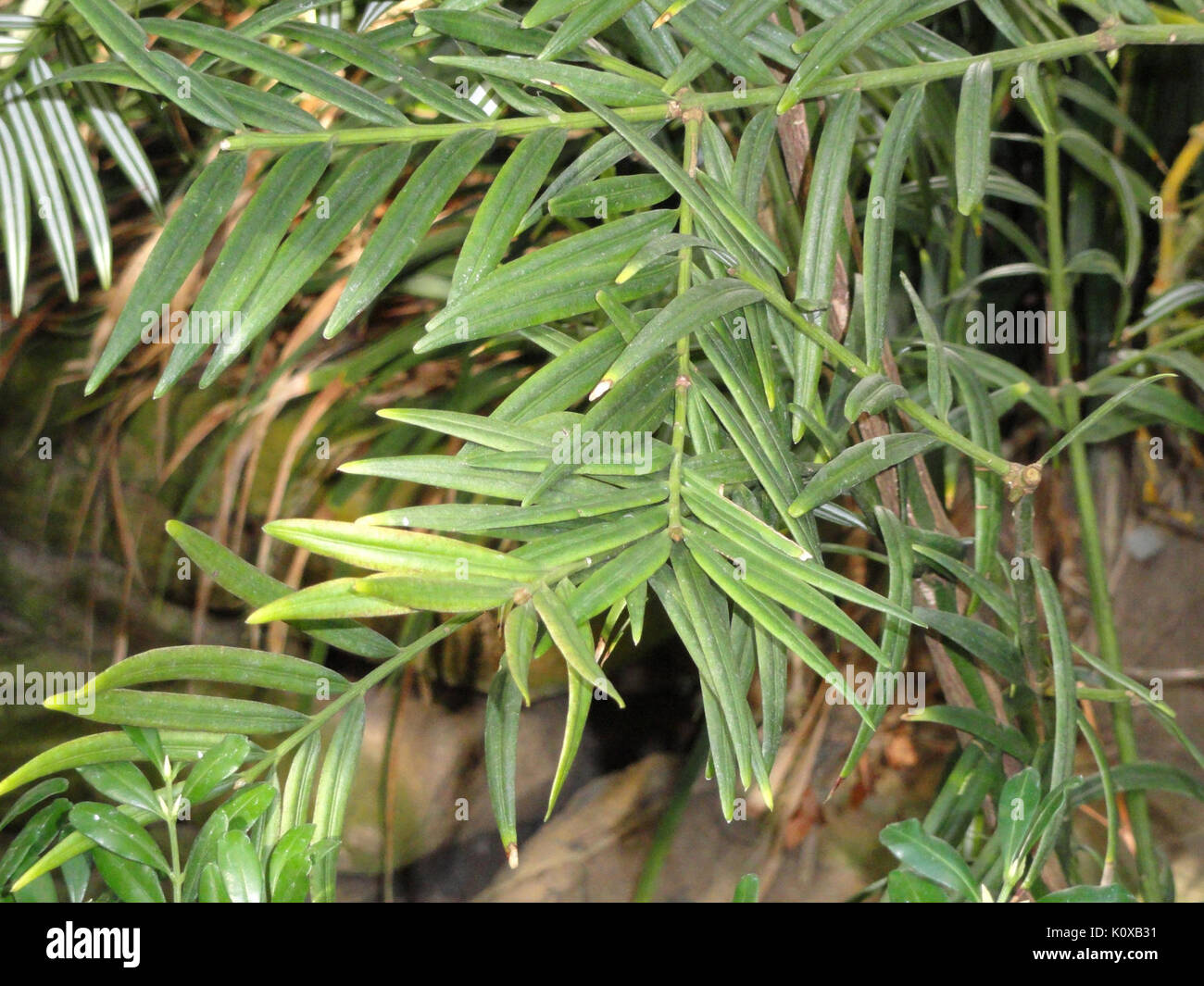 Amentotaxus yunnanensis hi-res stock photography and images - Alamy