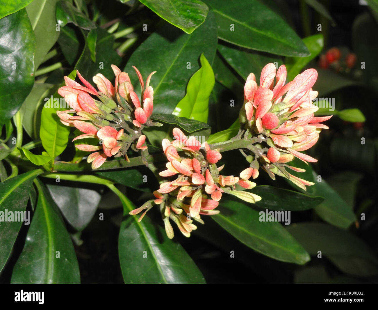Alberta magna Lyman Plant House, Smith College DSC04396 Stock Photo - Alamy