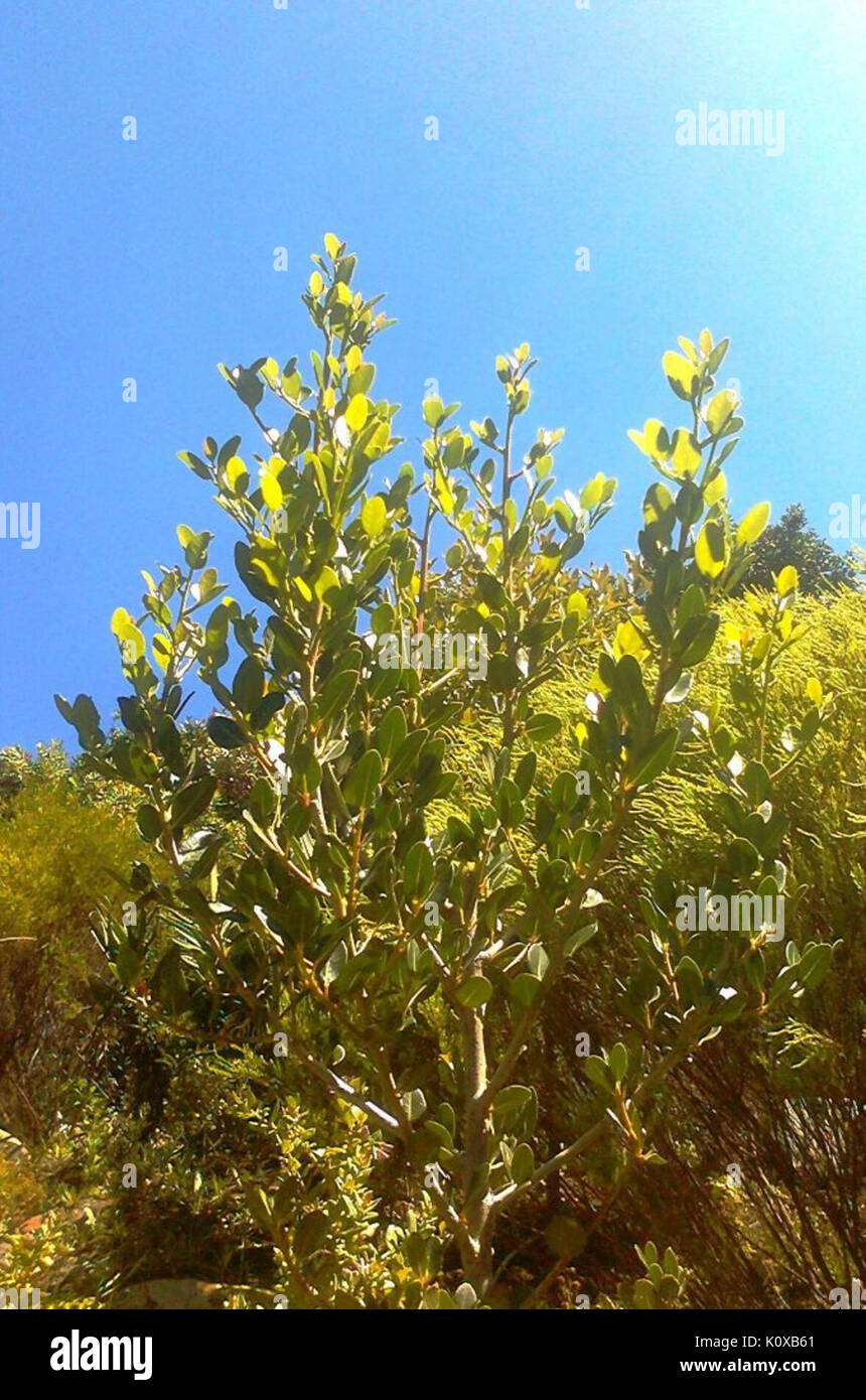 Apodytes dimidiata tree CT 2 Stock Photo - Alamy