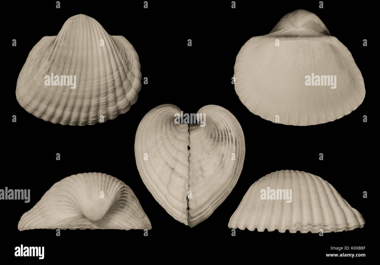 Anadara hi-res stock photography and images - Alamy