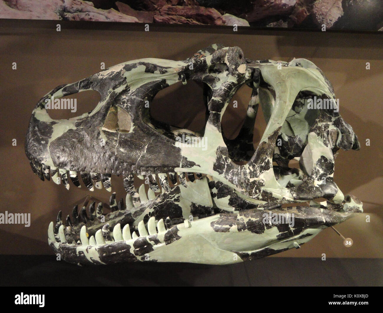 Allosaurus skull hi-res stock photography and images - Alamy