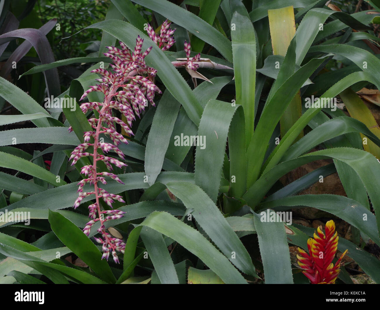 Aechmea species bromeliad hi-res stock photography and images - Alamy