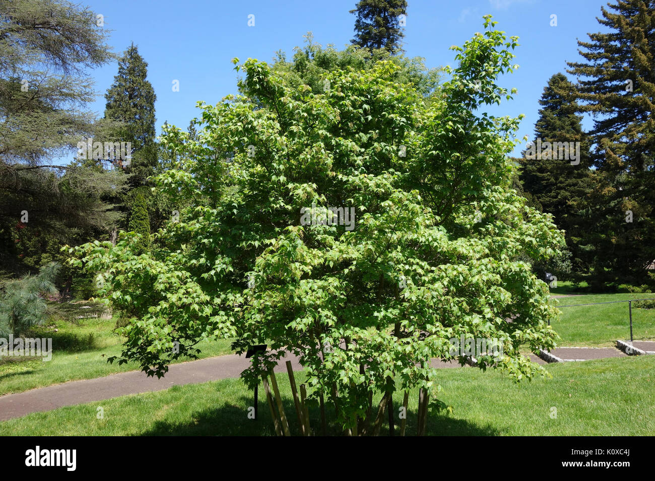 Morris arboretum history hi-res stock photography and images - Alamy
