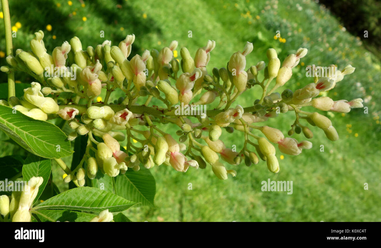 Aesculus flava hi-res stock photography and images - Alamy